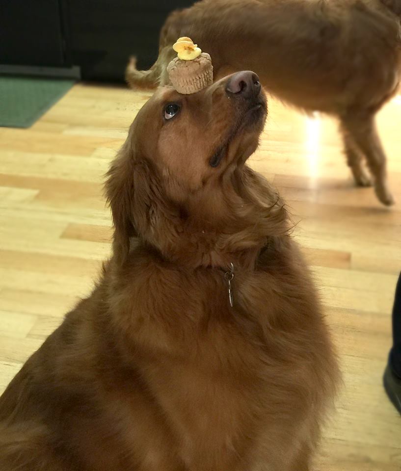 Ranger celebrates turning 3! - Ranger
